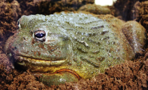 African Bullfrog – Facts, Pictures and Questions
