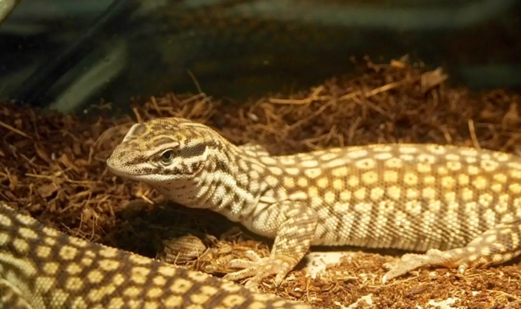 Ackie Monitor – Facts, Pictures and Questions