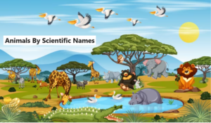 Animals Listing By Scientific Names