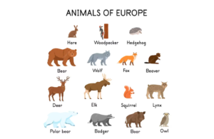 Animals Listing By Country or Place