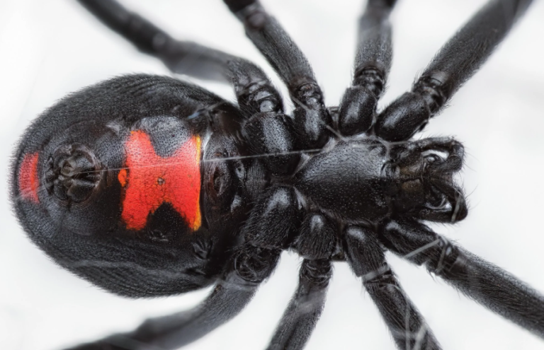 Black Widow Spider insect – Top 10 Facts, Pictures and Questions - ANIMALS