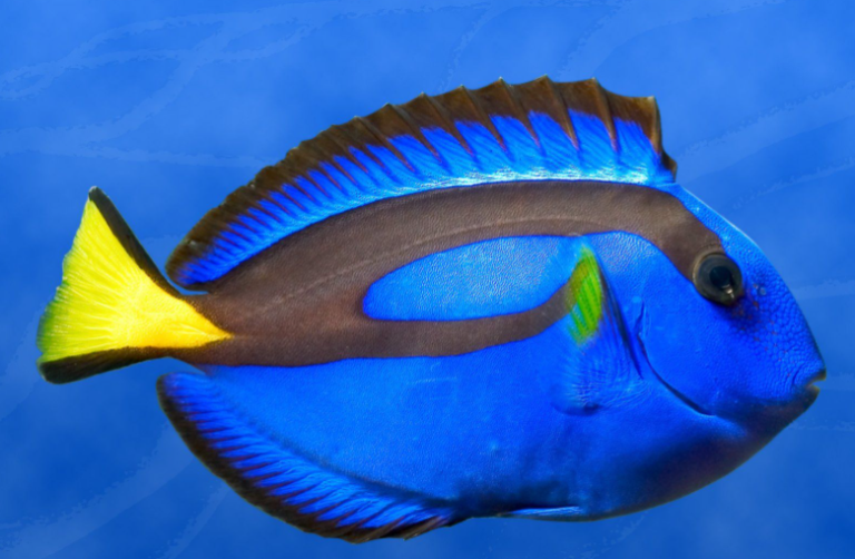 Blue Tang Fish – Facts, Pictures and Questions - ANIMALS