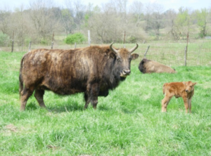 Beefalo Cattle – Facts, Pictures and Questions