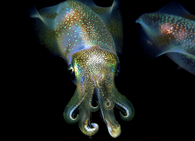 Bigfin Reef Squid – Facts, Pictures and Questions