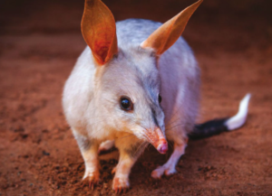 Bilby Marsupial – Facts, Pictures and Questions