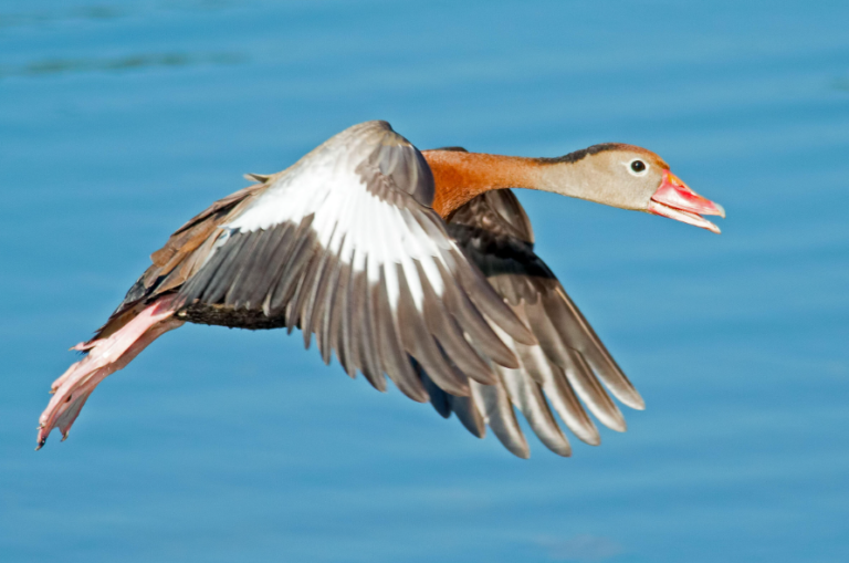 Black-Bellied Whistling Duck – Facts, Pictures and Questions