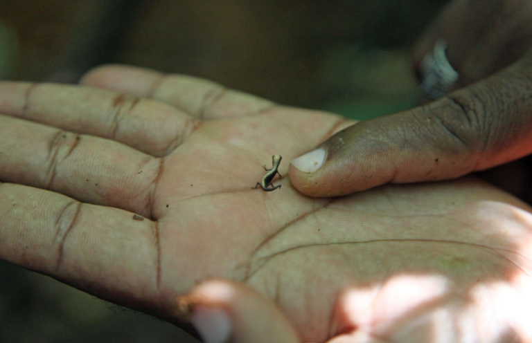 Brookesia Micra – Facts, Pictures and Questions