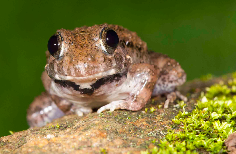 Burrowing Frog – Facts, Pictures and Questions