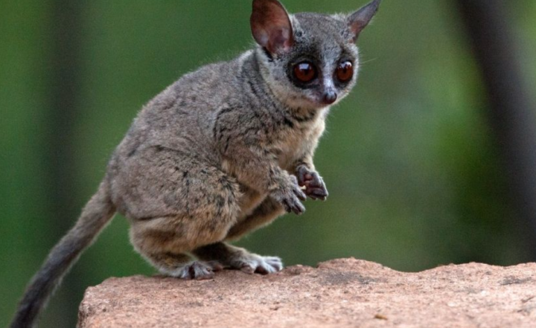 Bush Baby Ape – Facts, Pictures and Questions
