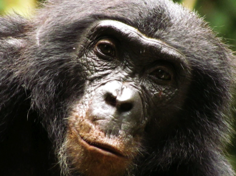 Top 10 Facts about Apes - ANIMALS