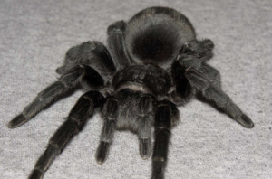 Brazilian Black Tarantula – Facts, Pictures and Questions
