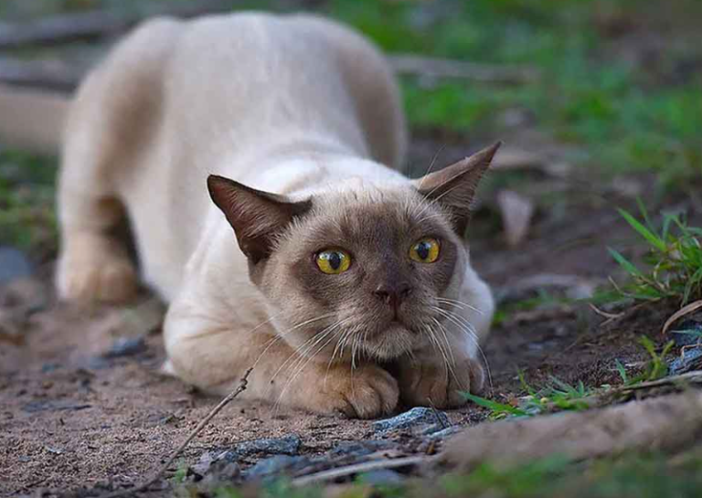 Burmese cats – Facts, Pictures and Questions