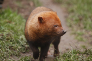 Bush Dog – Facts, Pictures and Questions
