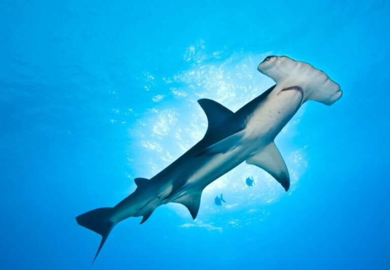 Smooth Hammerhead Shark – Facts, Pictures and Questions