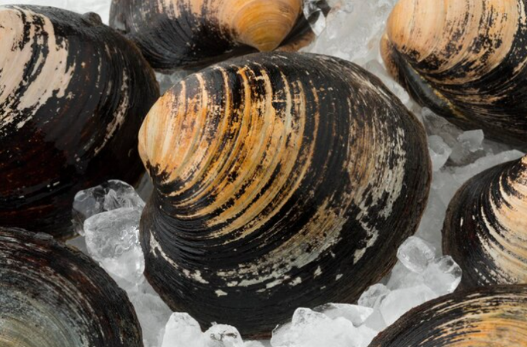 Zebra Mussel – Facts, Pictures and Questions
