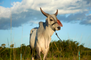Zebu – Facts, Pictures and Questions