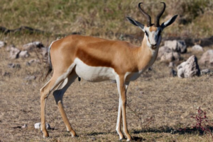 Springbok – Facts, Pictures and Questions