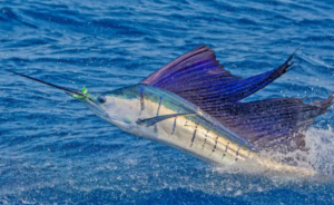 Sailfish – Facts, Pictures and Questions