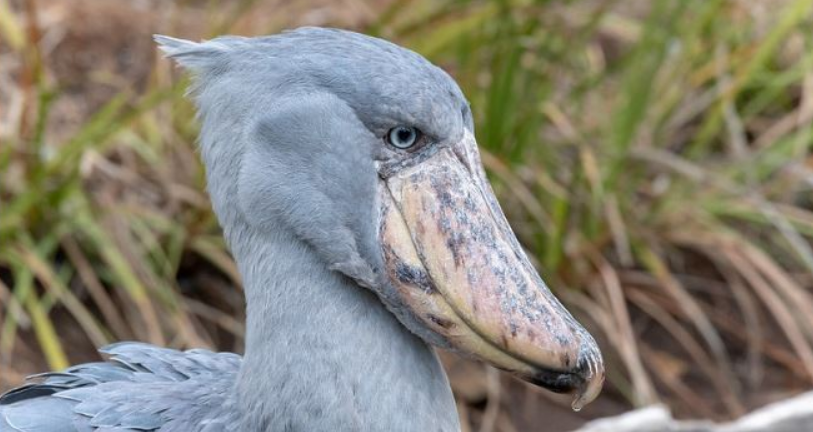 Shoebill Stork Facts Pictures And Questions