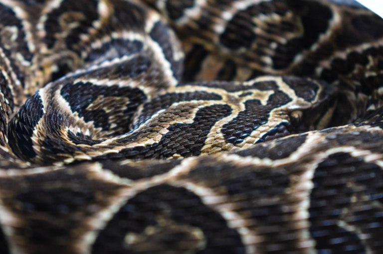 Yarara Snake – Facts, Pictures and Questions