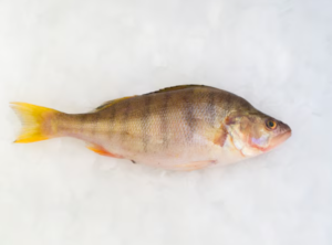 Yellow Perch – Facts, Pictures and Questions