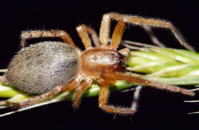 Yellow Sac Spider – Facts, Pictures and Questions