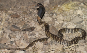 Zebra Spitting Cobra – Facts, Pictures and Questions