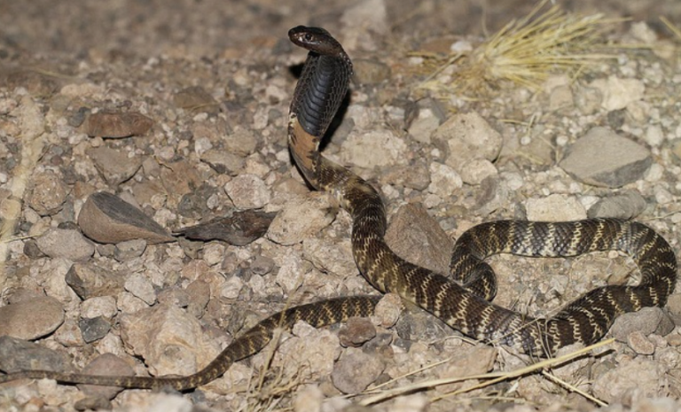 Zebra Spitting Cobra – Facts, Pictures and Questions