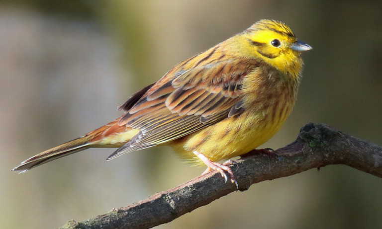 Yellowhammer – Facts, Pictures and Questions