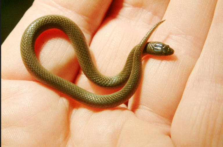 Top 10 Facts about Smooth Earth Snake - ANIMALS