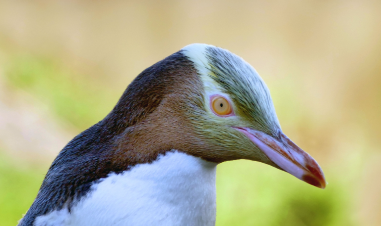 Yellow-Eyed Penguin – Facts, Pictures and Questions