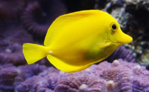 Yellow Tang Fish – Facts, Pictures and Questions