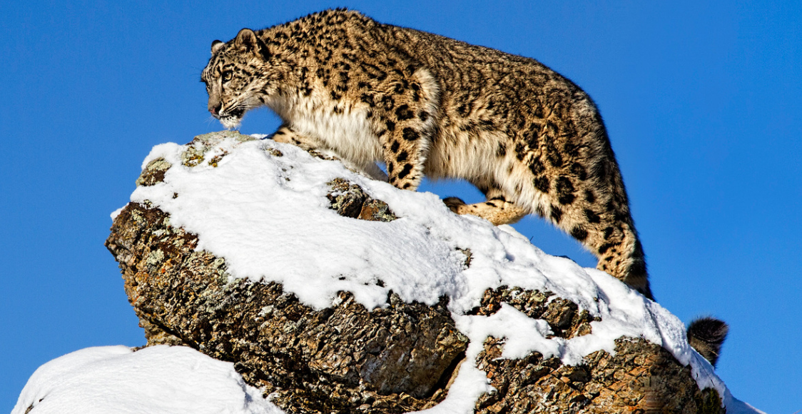 Snow Leopard – Facts, Pictures and Questions