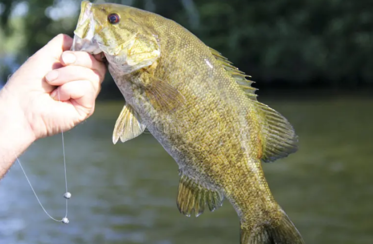 Smallmouth Bass – Micropterus dolomieu