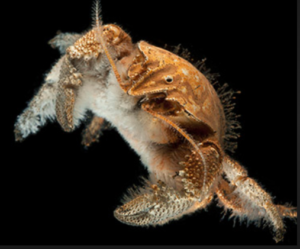 Yeti Crab – Facts, Pictures and Questions