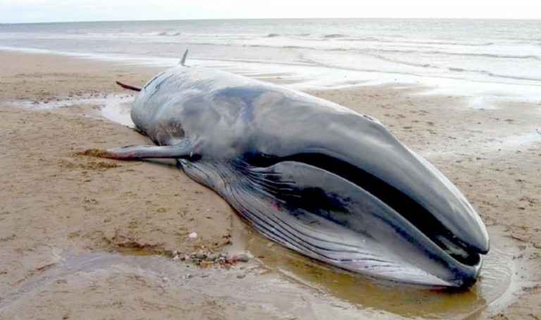 Sei Whale – Facts, Pictures and Questions