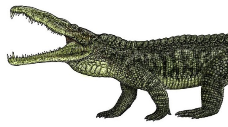 Smilosuchus – Facts, Pictures and Questions - ANIMALS