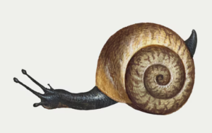 Snail – Facts, Pictures and Questions