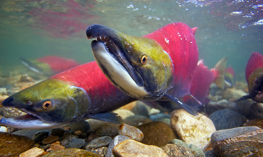 Sockeye Salmon – Facts, Pictures and Questions