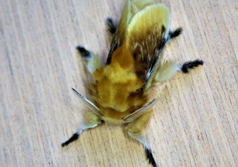 Southern Flannel Moth – Facts, Pictures and Questions