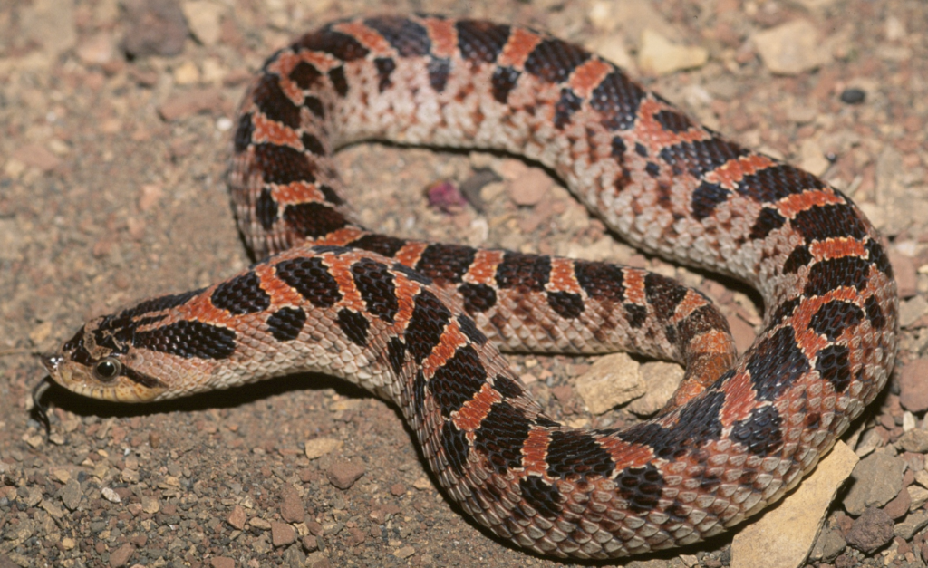 Southern Hognose Snake – Facts, Pictures and Questions