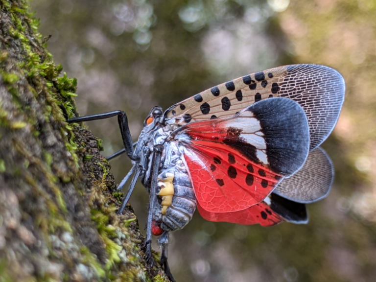 Spotted Lanternfly – Facts, Pictures and Questions