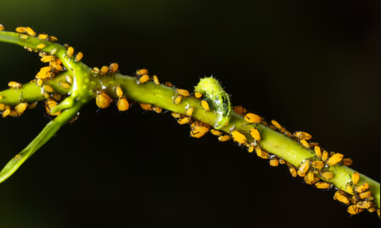 Yellow Aphids – Facts, Pictures and Questions