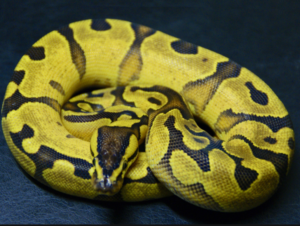 Yellow Belly Ball Python – Facts, Pictures and Questions