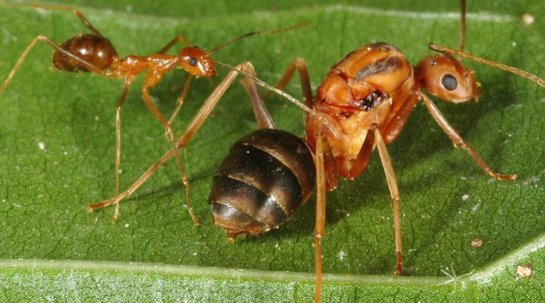 Yellow Crazy Ant – Facts, Pictures and Questions