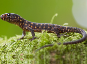 Yellow Spotted Lizard – Facts, Pictures and Questions