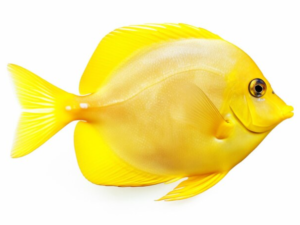 Yellow Tang Fish – Facts, Pictures and Questions