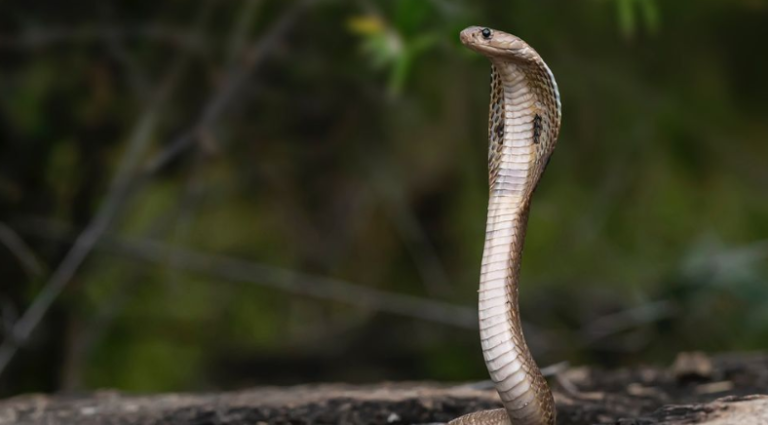 Spitting Cobra – Facts, Pictures and Questions