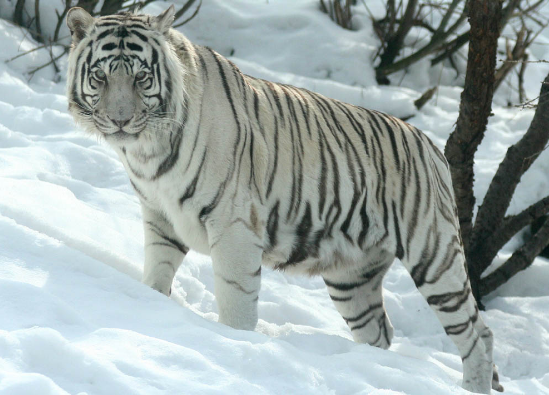 Siberian Tiger – Facts, Pictures and Questions
