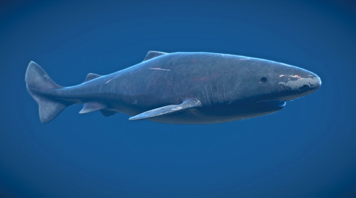 Southern Sleeper Shark - Somniosus antarcticus